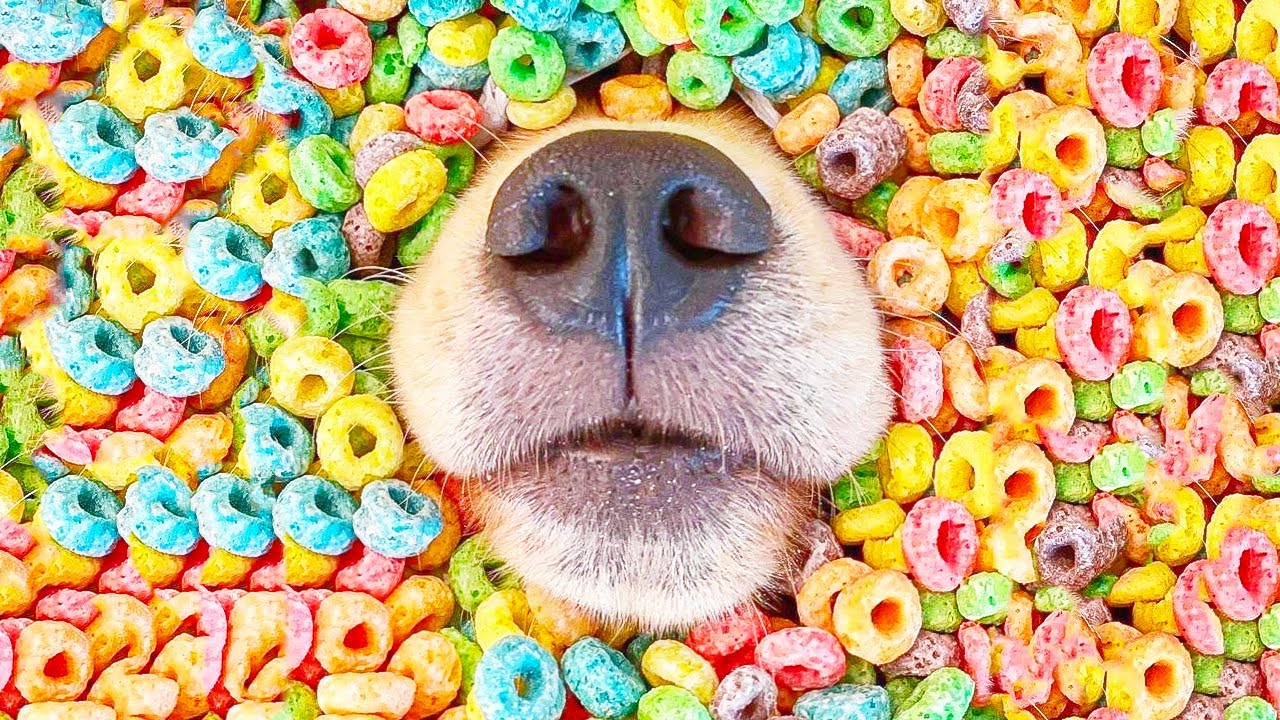 Best Animal Clips #16 | Cutest & Funniest Animal Moments - YouTube