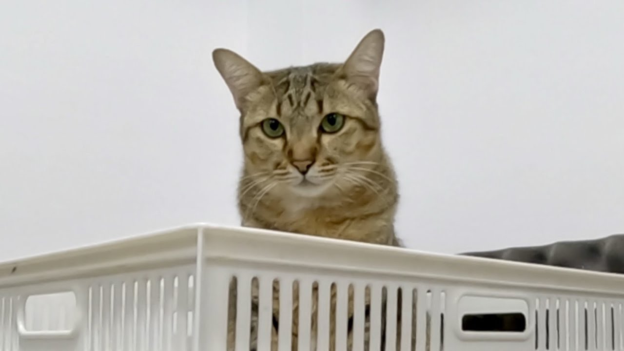 The Moment My Cats Realize They Live in the Truman Show - YouTube