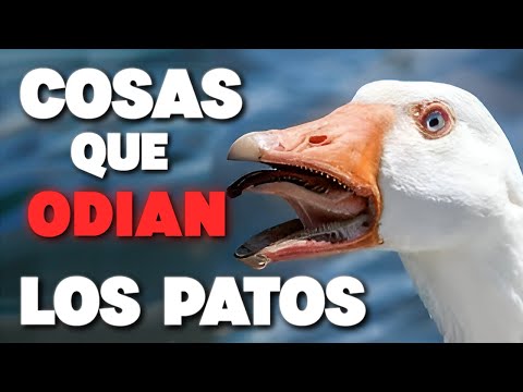 12 Cosas que ODIAN los PATOS Y LA ÚLTIMA ES LA PEOR 🦆