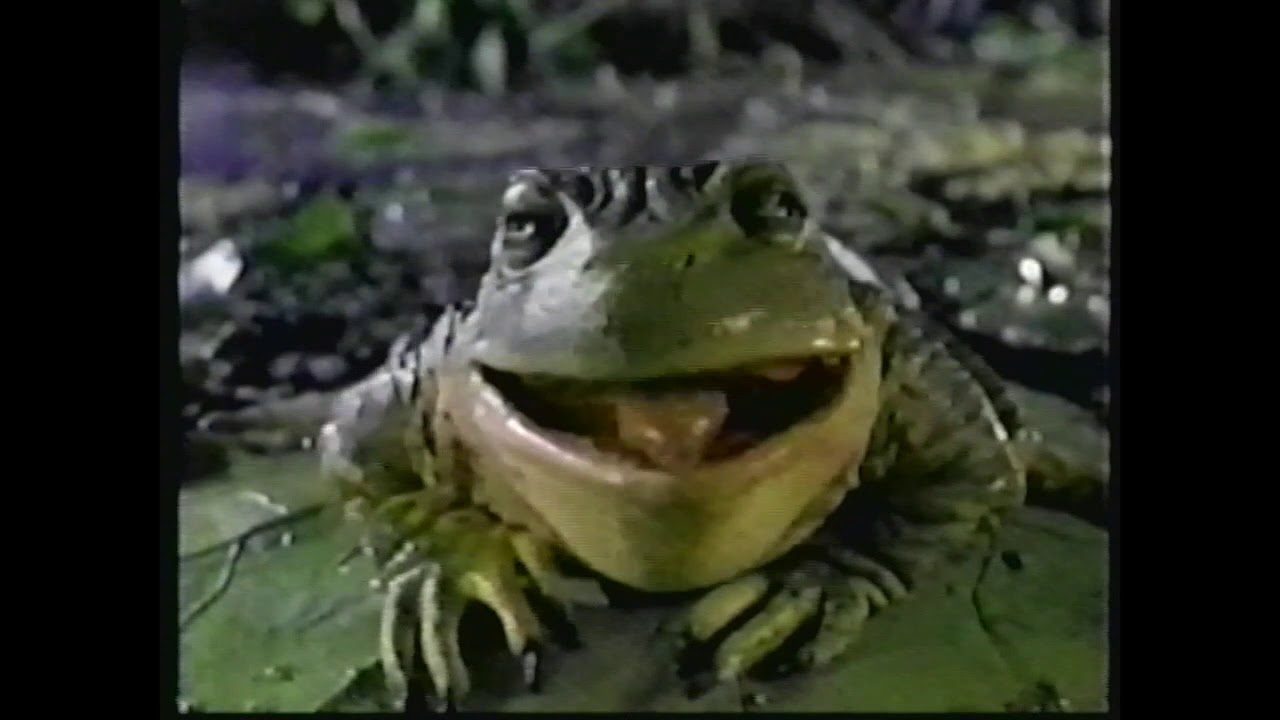 VINTAGE Budweiser Commercial with Frogs 720p 1995 - YouTube