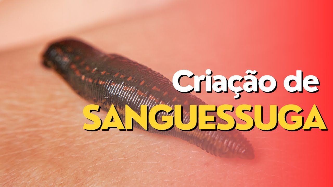 Sanguessuga medicinal! - YouTube