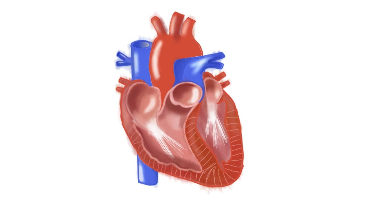 Draw a human heart step by step |🫀|ANOTOMICAL HEART|♡♡♡ - YouTube