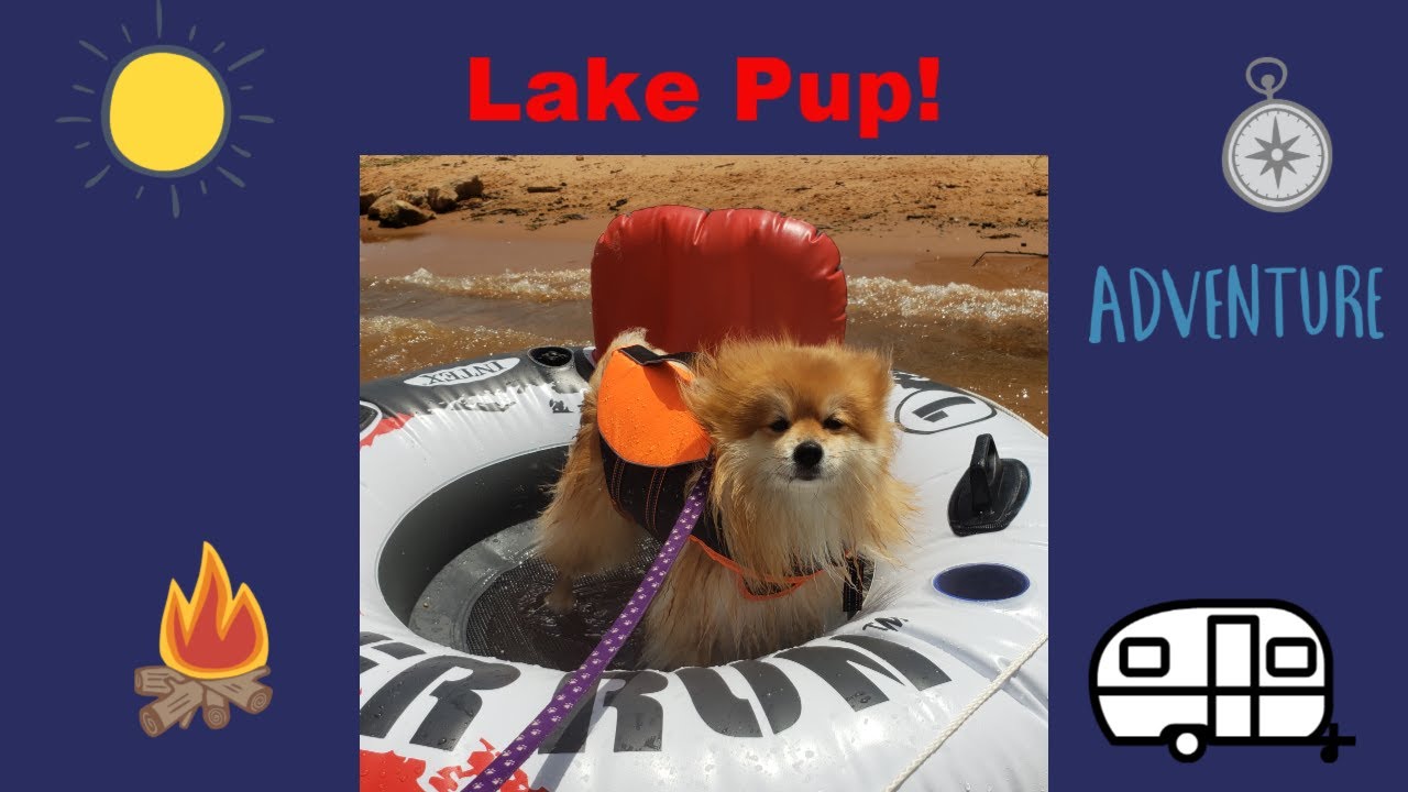 Khaleesi the lake pup! First time at the lake in her life jacket! - YouTube