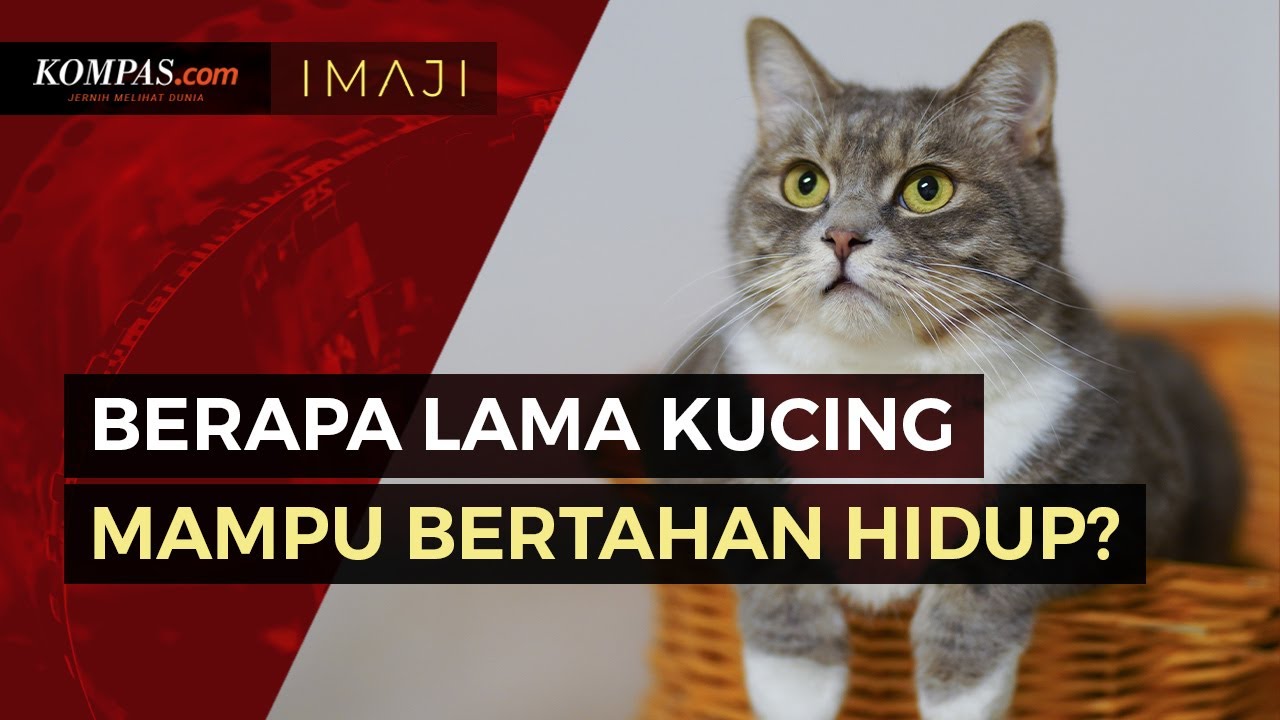 Memahami Berapa Lama Usia Hidup Kucing di Dunia - YouTube