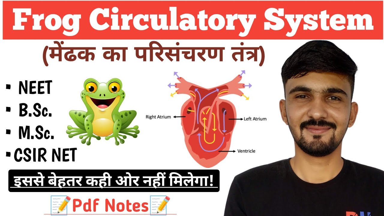 Frog Circulatory System || Blood Circulation || By Dadhich Sir - YouTube