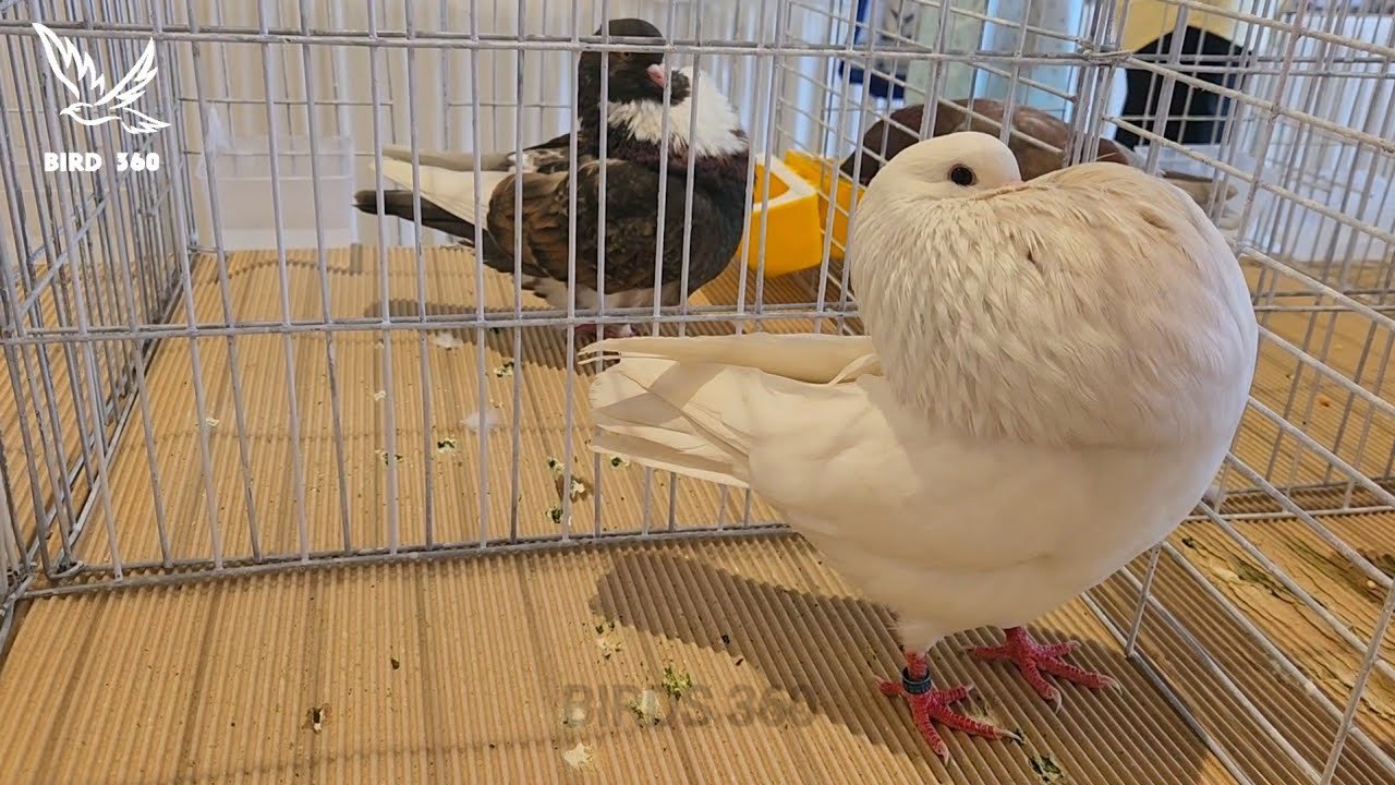 King & Holle Cropper Pigeon - YouTube