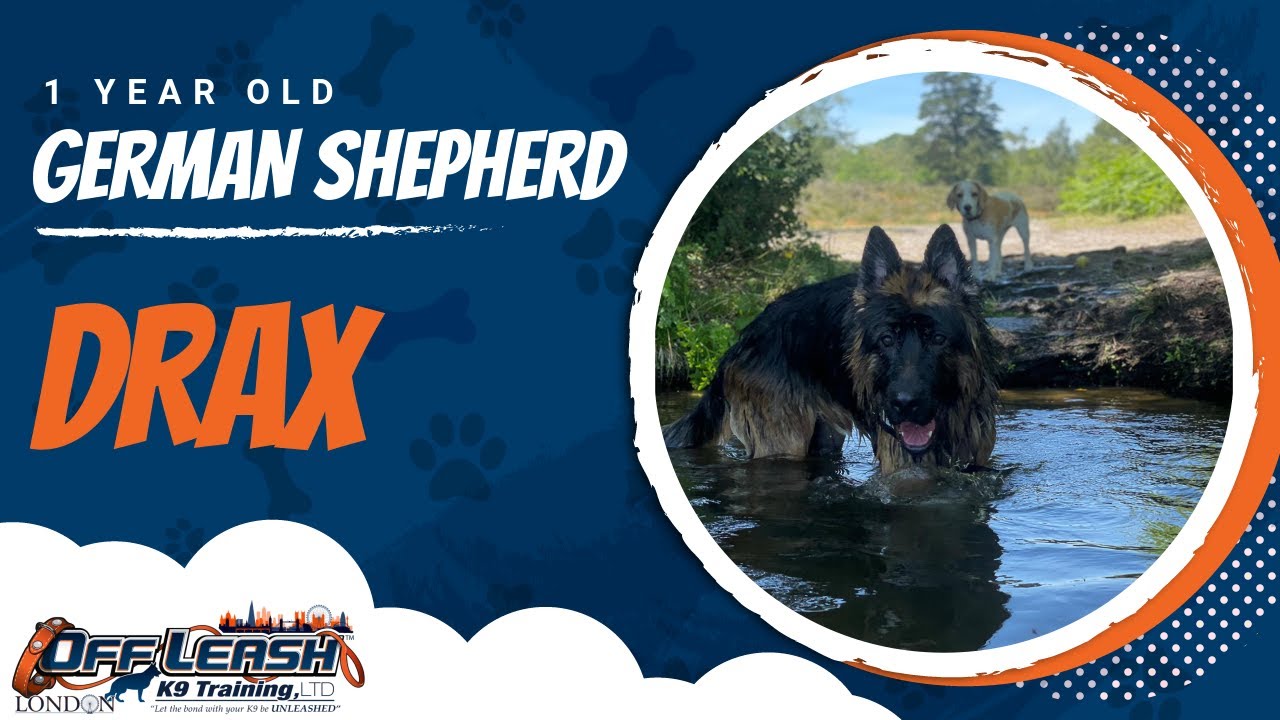 Best German Shepherd Dog Training | Drax | Dog Training in London - YouTube