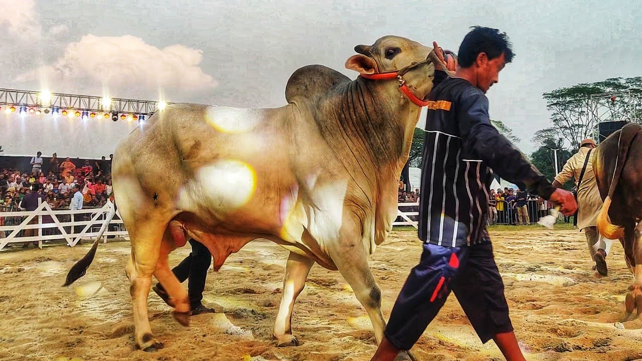 Chuwadangar Khamarir Boro Boro 3 Ta Goru Niye DhaKar Ramp Show Te ...