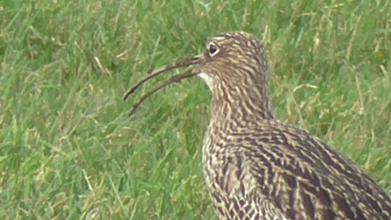 Curlew calling 3 - YouTube