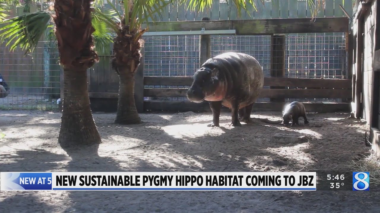 John Ball Zoo built pygmy hippo habitat with environment in mind - YouTube