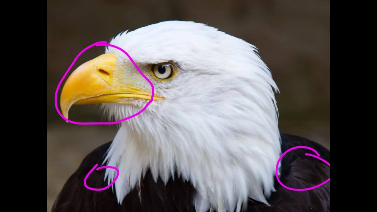 John Animal Classification 2016 - YouTube