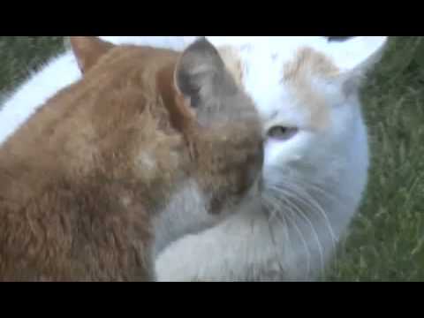 CAT FIGHT CATS MEOWING BEFORE FIGHTING - YouTube