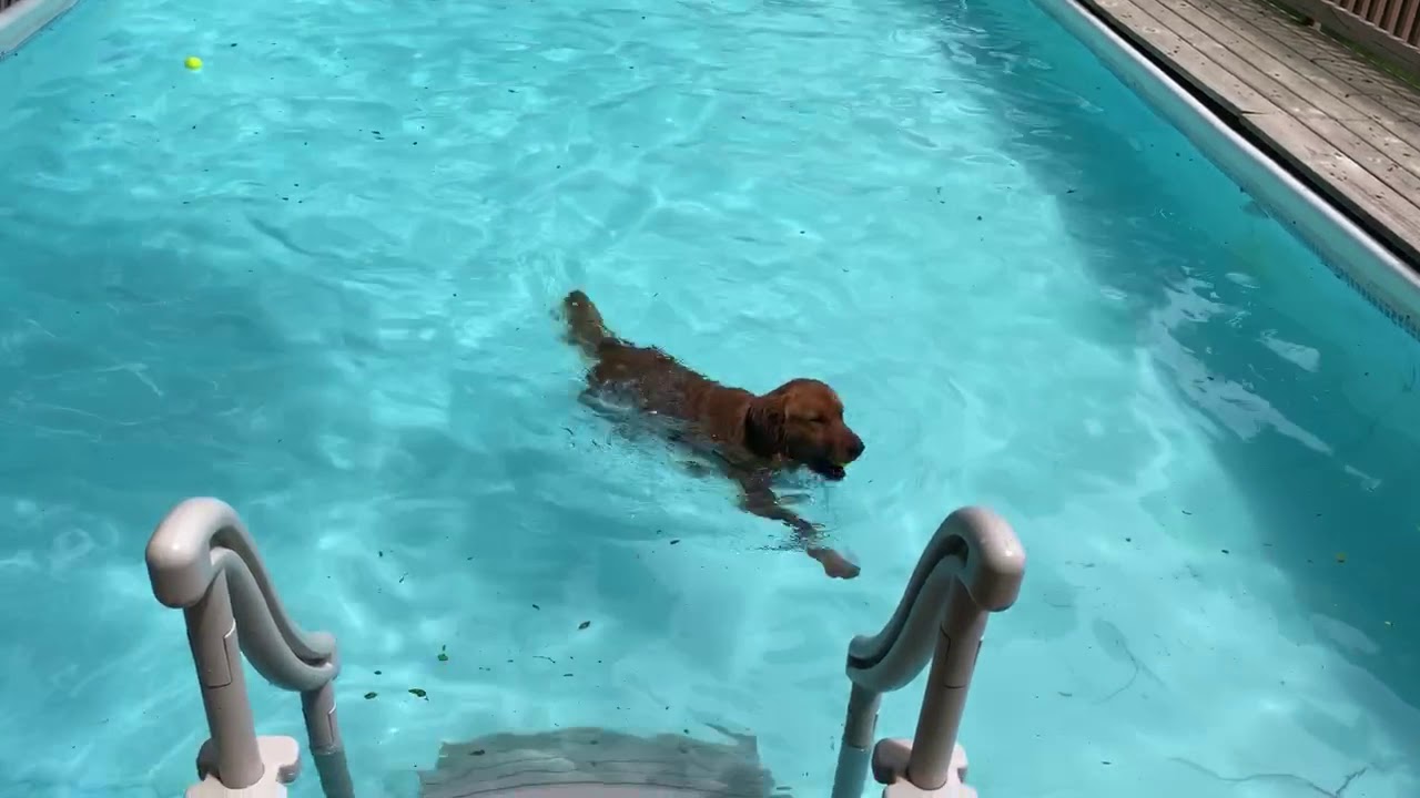 Arthur having fun in the pool - YouTube