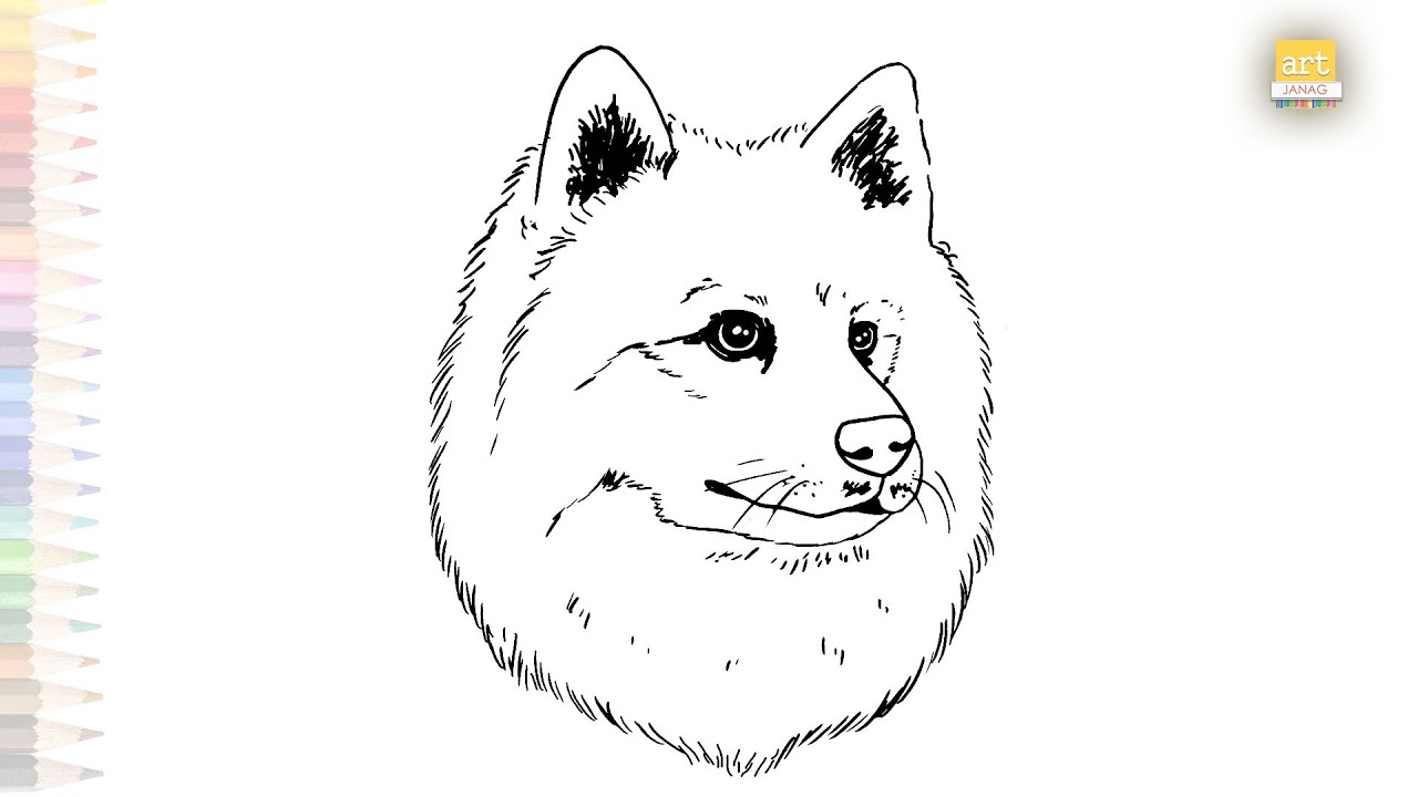 Samoyed dog head drawing easy | Dog drawing tutorial | How to draw A ...