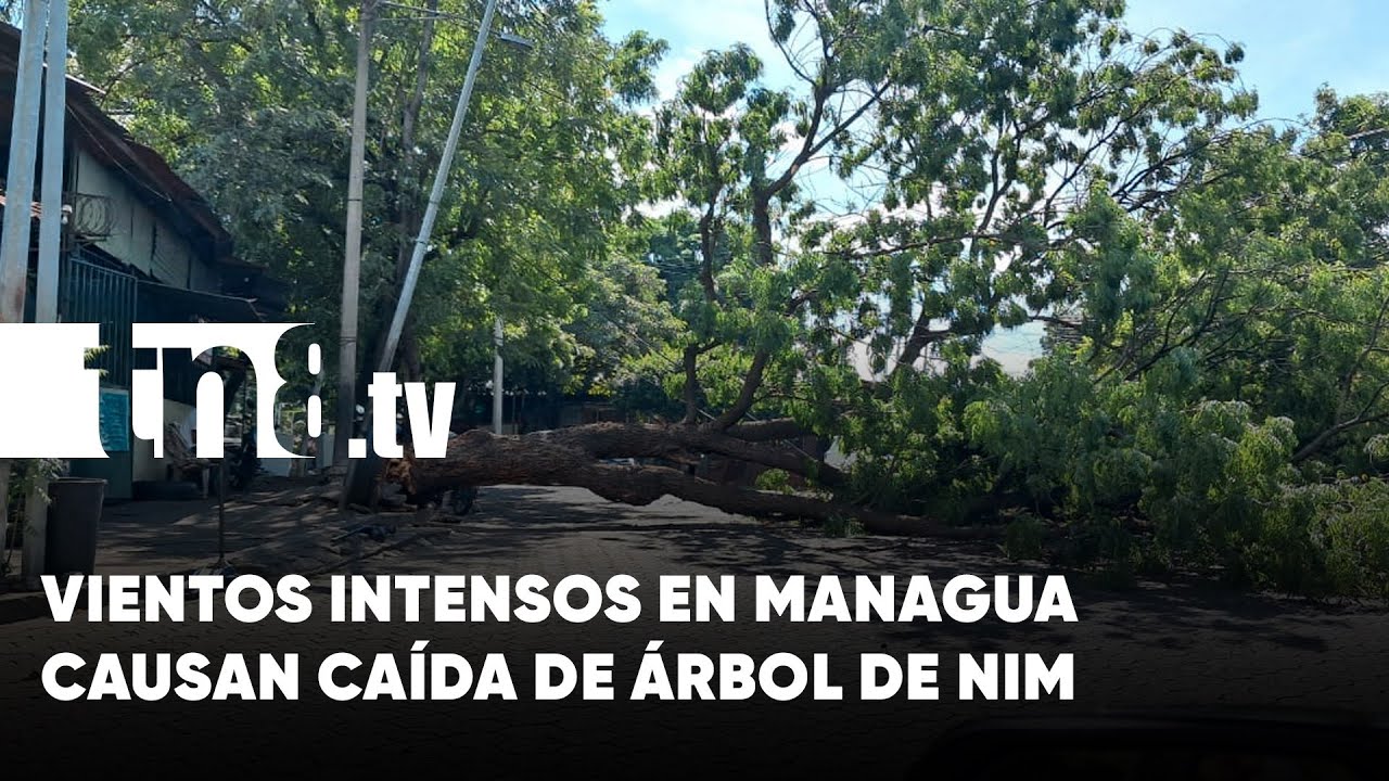 Árbol de nim colapsa por los vientos en la capital - YouTube