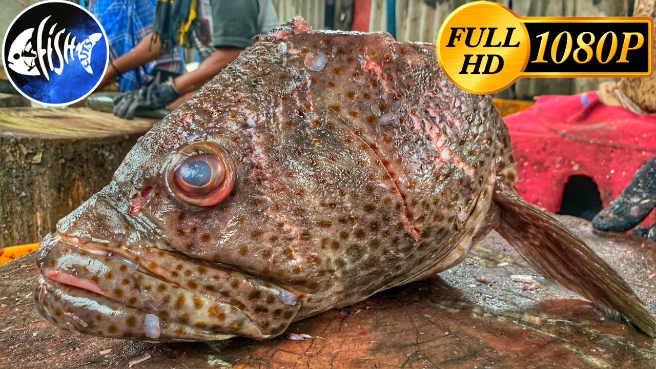 Real 22 kg Grouper Fish Head Broken🔥🔪Sharp Sword Fish Cuts🔪KF FISH CUTS ...