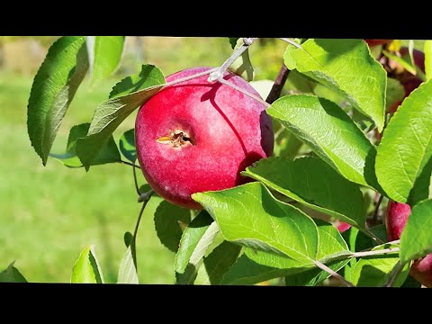 4K | Free Apple Tree 🍎🌴 Stock Video Footage | Sunlight on Apple Tree ...