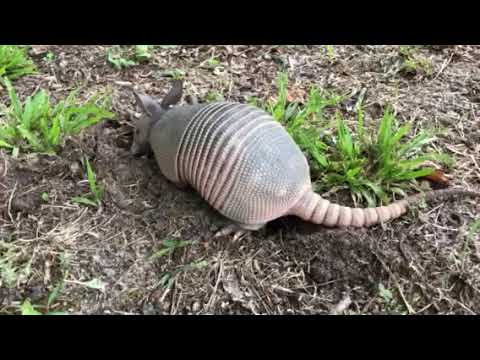 Armadillo Poop: More Fascinating Than You Think
