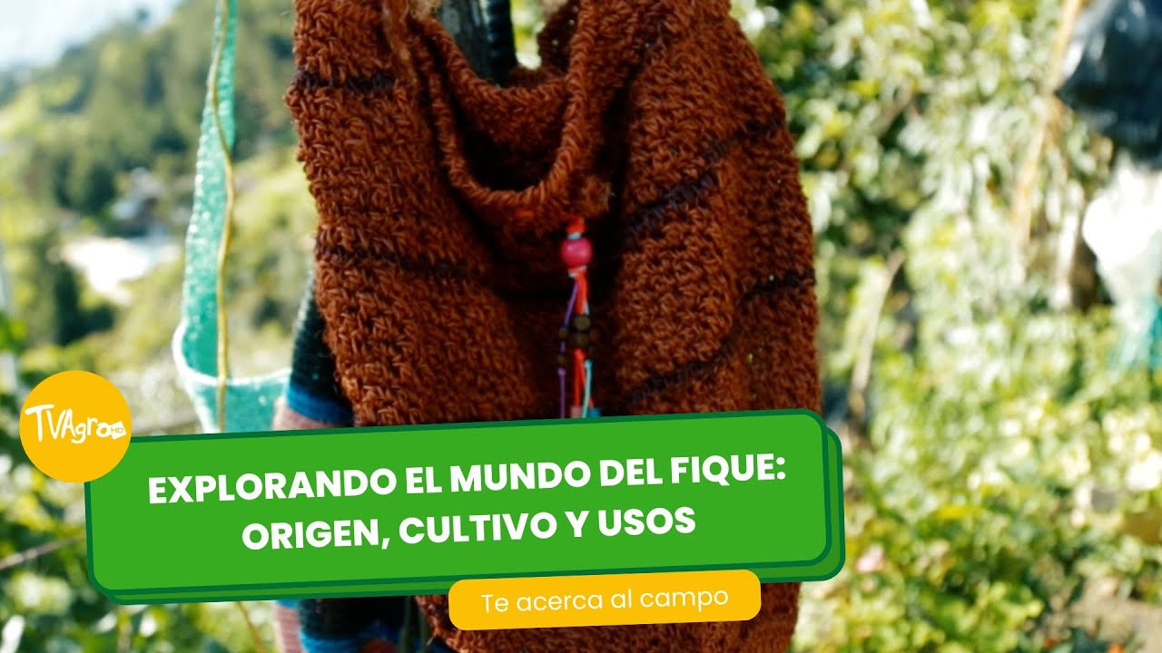 Explorando el mundo del Fique: origen, cultivo y usos - TvAgro por Juan ...