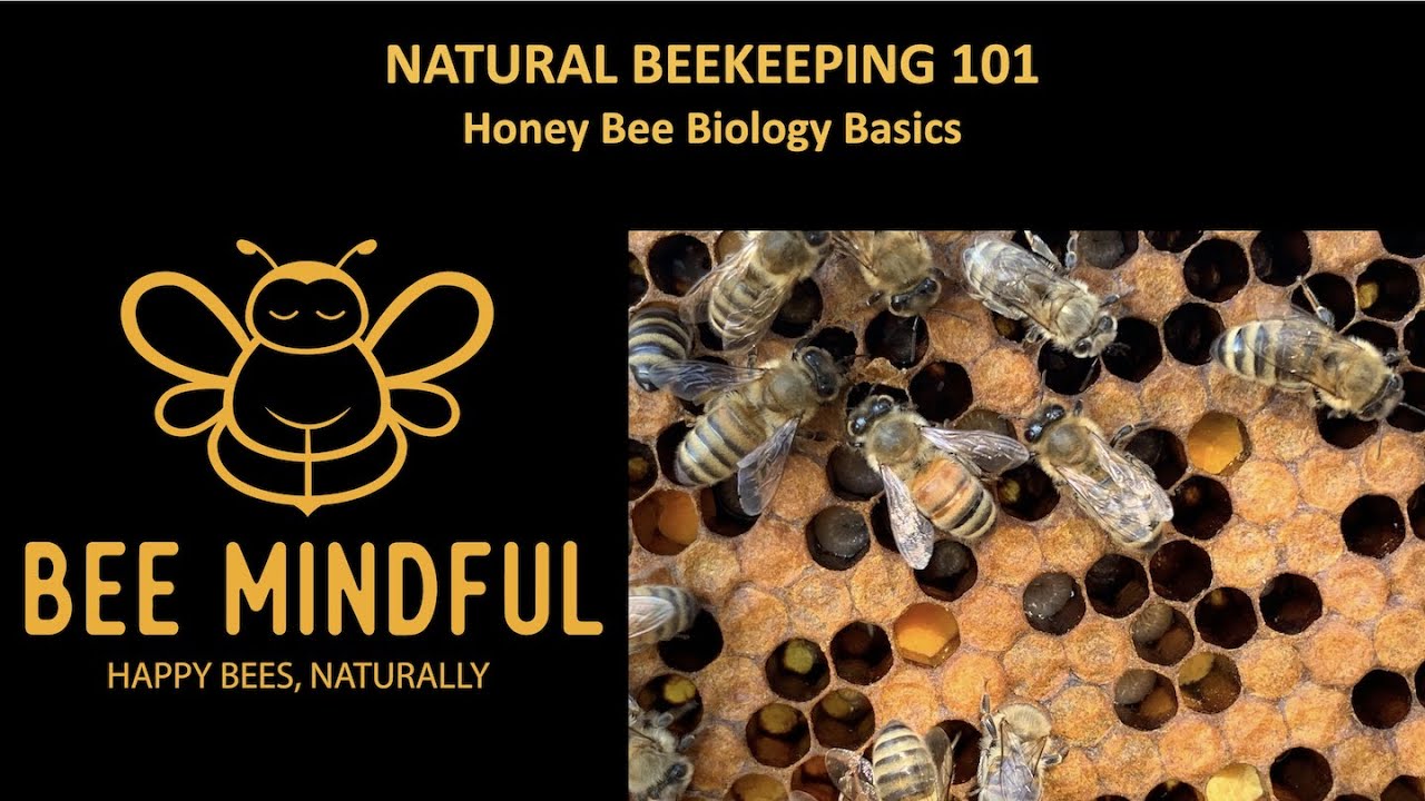 BEE MINDFUL Beekeeping 101 Honey Bee Biology Basics - YouTube