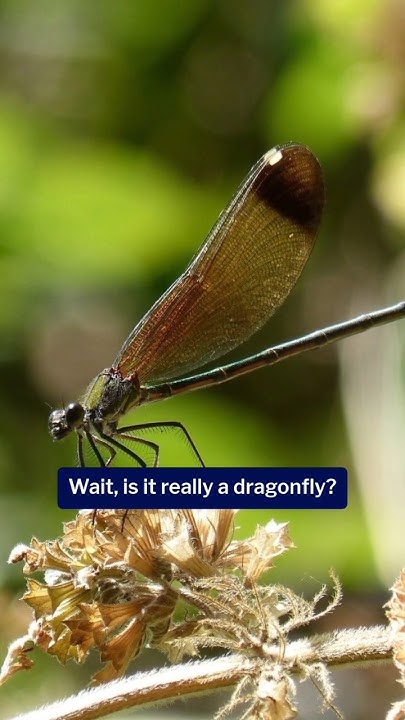 The Truth About Dragonflies - YouTube