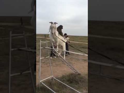 Cambaz keci ve maymun