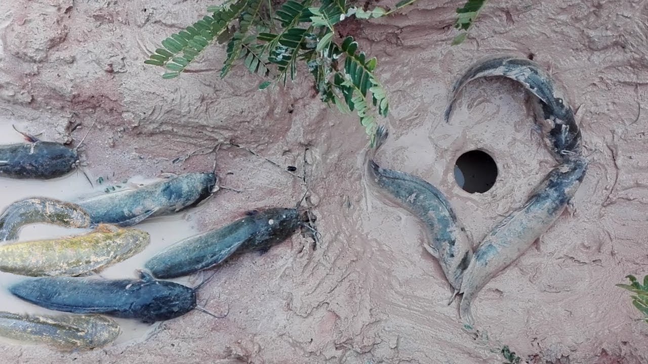 Amazing!Two Boy Dig Deep Hole Fish Trap-How To Make One Hole Fish Trap ...