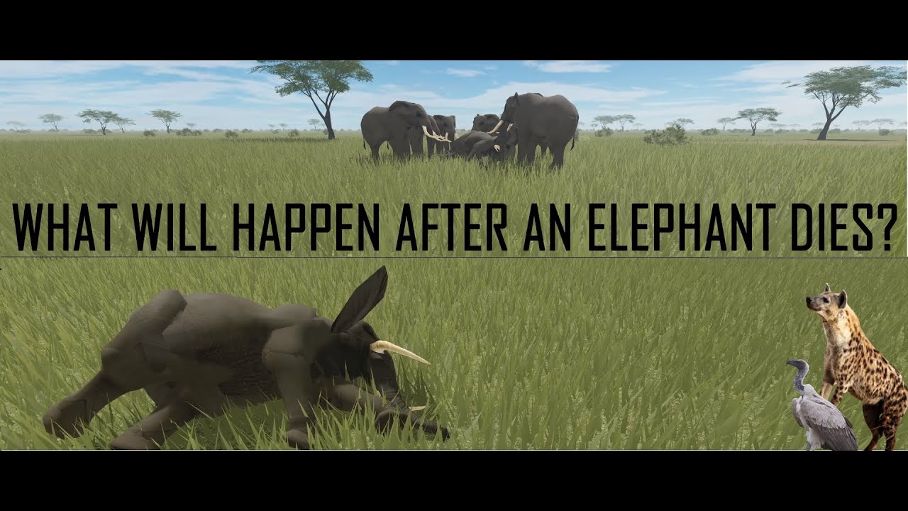 Roblox - Testing A | What Will Happen After An Elephant Dies? - YouTube