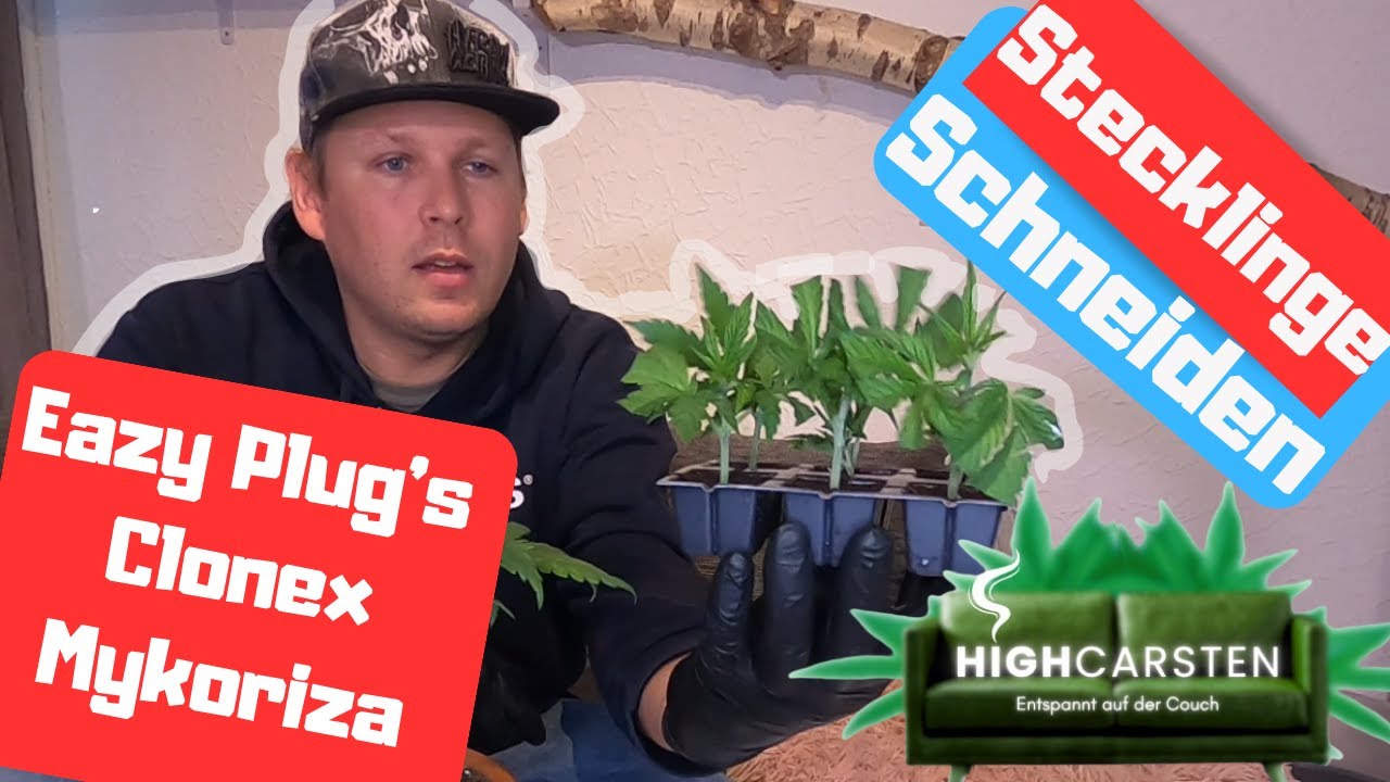 Stecklinge Schneiden, vergleich Eazy Plug's, Clonex, Mykoriza #420 ...