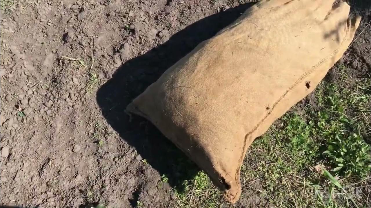 ХВОЯ для КЛУБНИКИ!ОТЛИЧНЫЙ урожай и меньше мороки! - YouTube