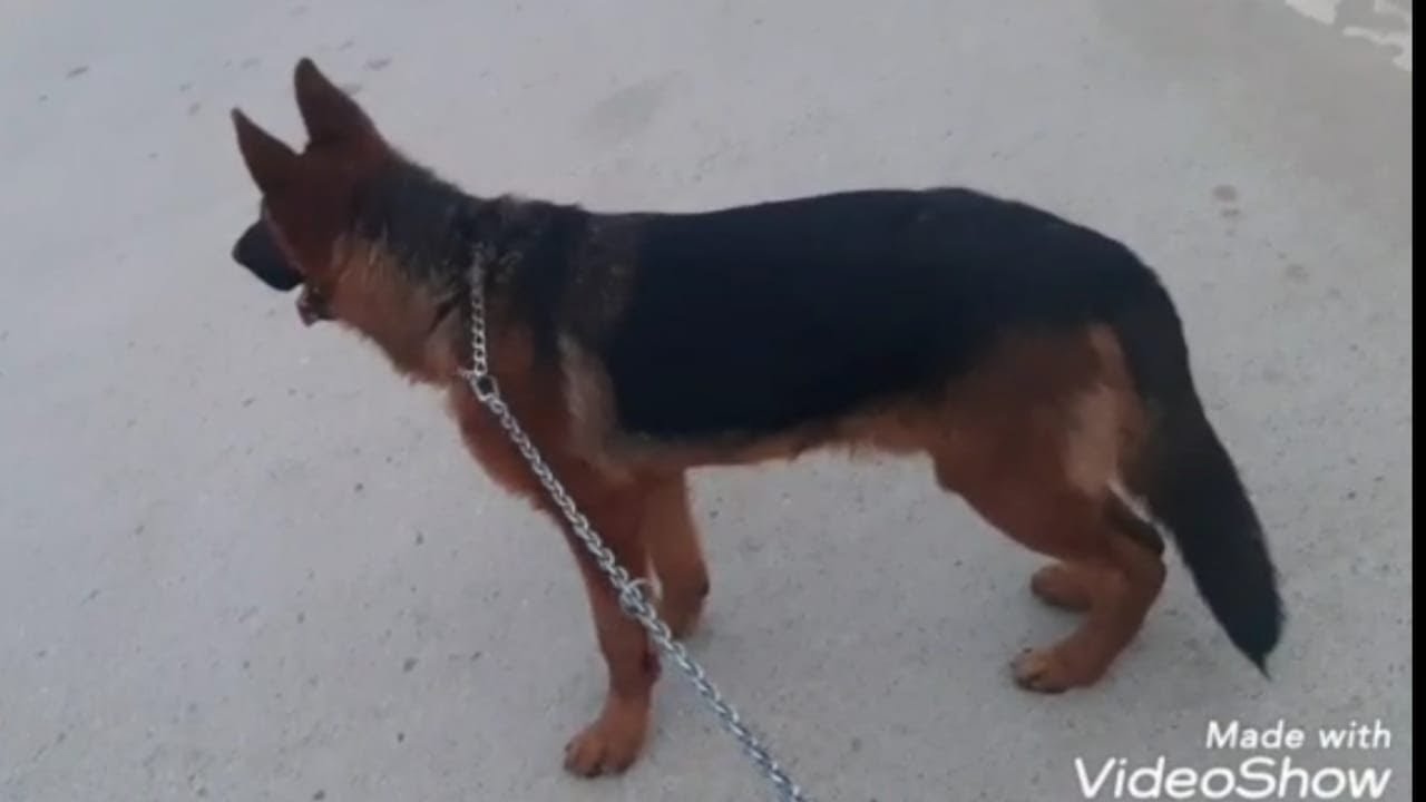 German shepherd, bully kutta, American bully puppies for sale - YouTube