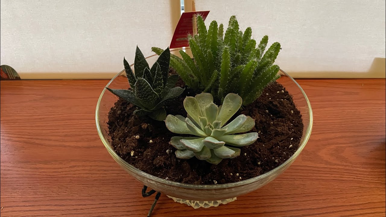 How to make a diy cactus bowl - Chad’s room s1e3 - YouTube
