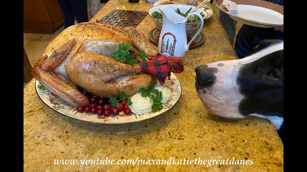 Funny Great Dane Checks Out Buffalo Plaid Turkey Booties - YouTube