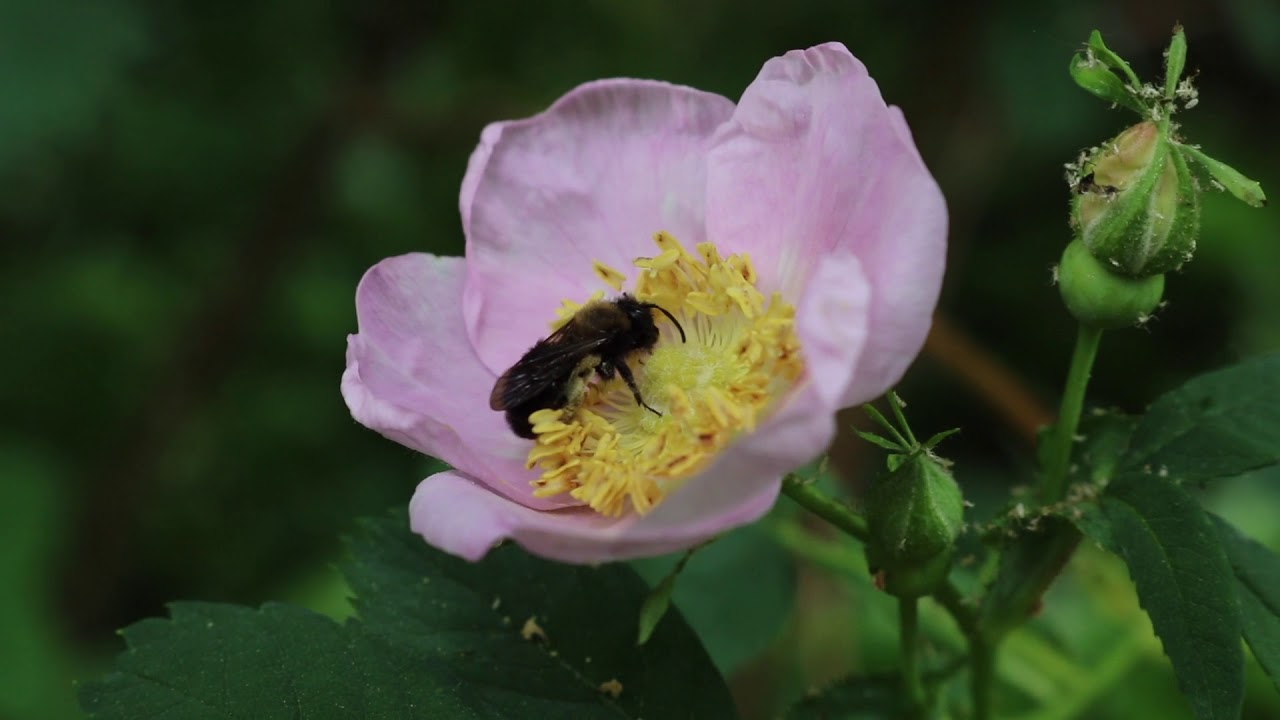 The Pollination of Flowers - YouTube