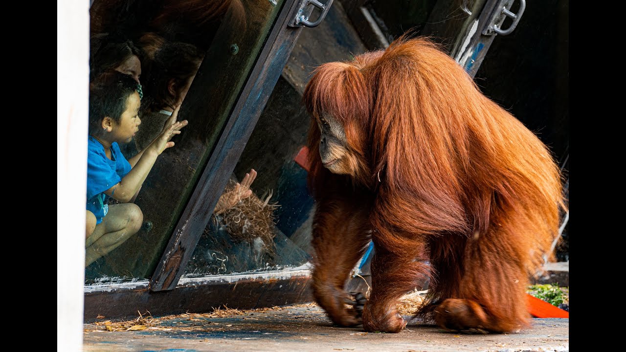 ANIMALS GALORE AT MELBOURNE ZOO - YouTube