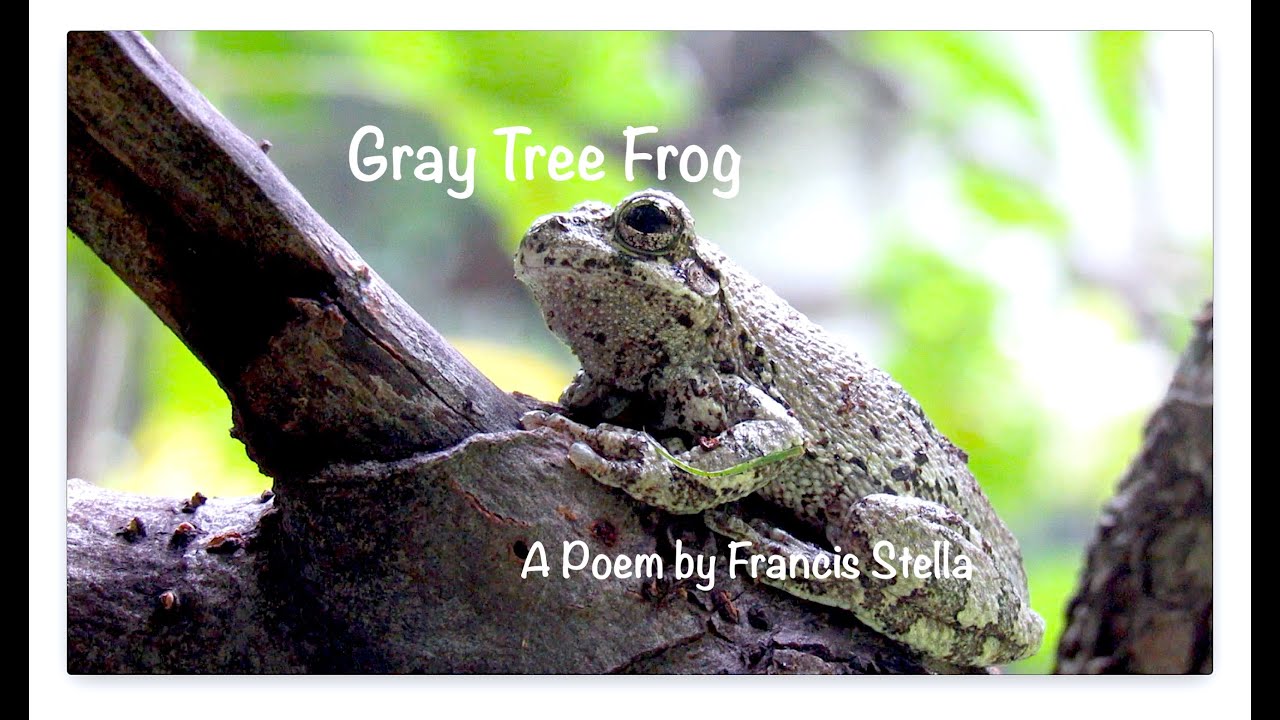 Gray Tree Frog Poem - YouTube