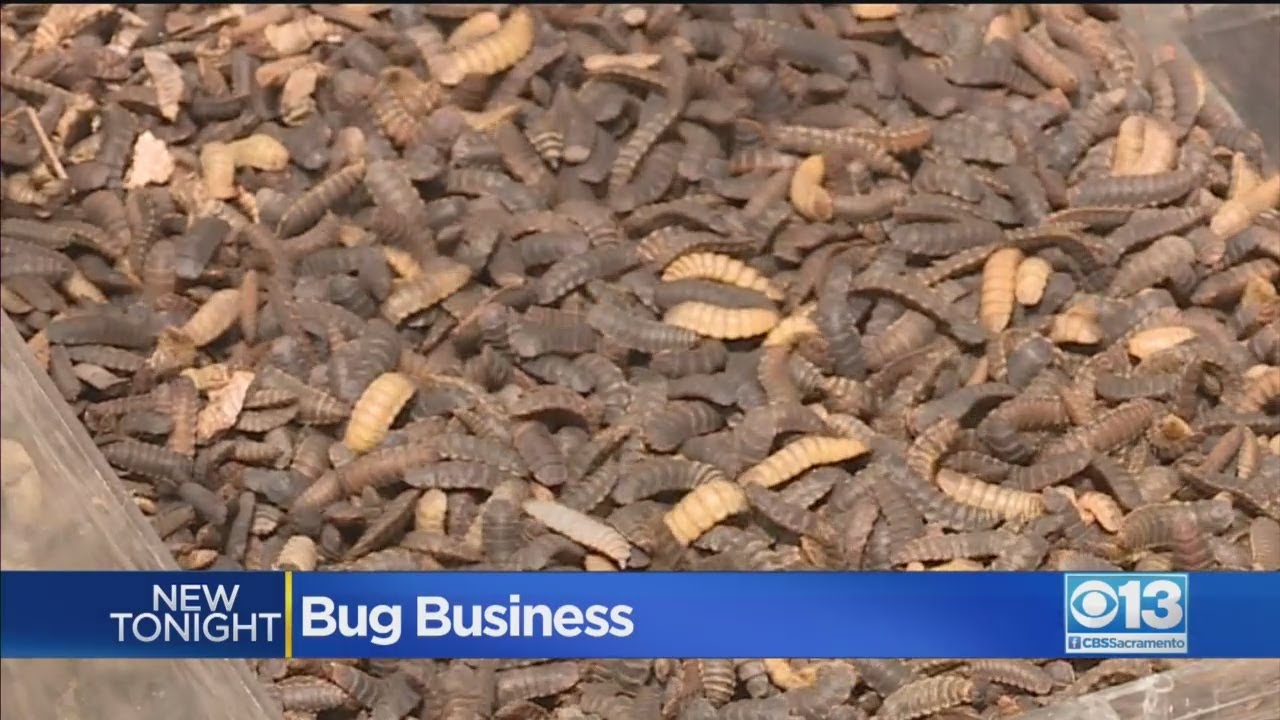 Big Bug Business At UC Davis - YouTube