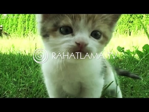 Çocuklar için Relax Müzik - Ders icin Müzik, Uyum, Rahatlama
