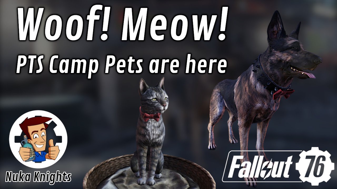 Fallout 76 PTS: Camp Pets are here! We can have a Dog or a Cat in our ...