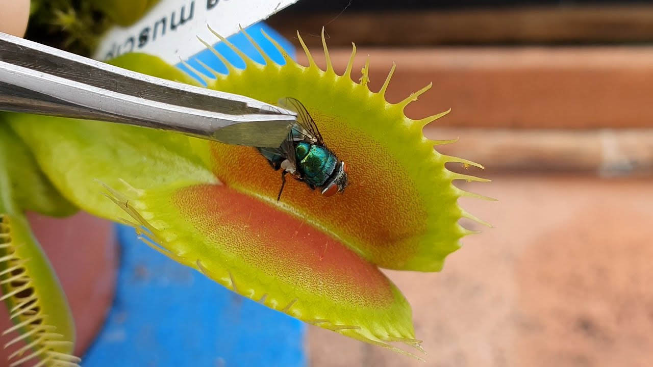 Venus Flytrap smothers its prey - YouTube