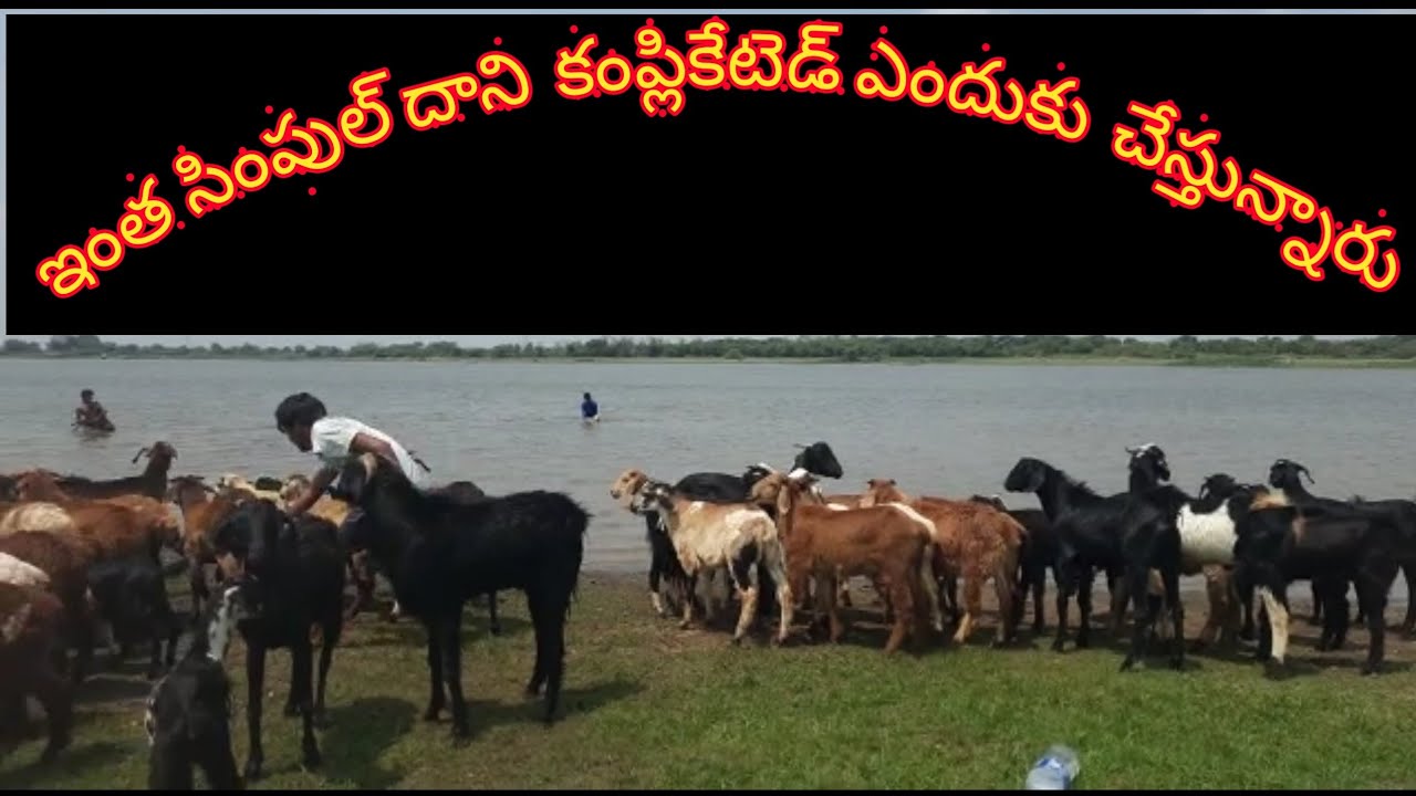 Treating External Parasites Sheep and Goat for their Health Growth ...