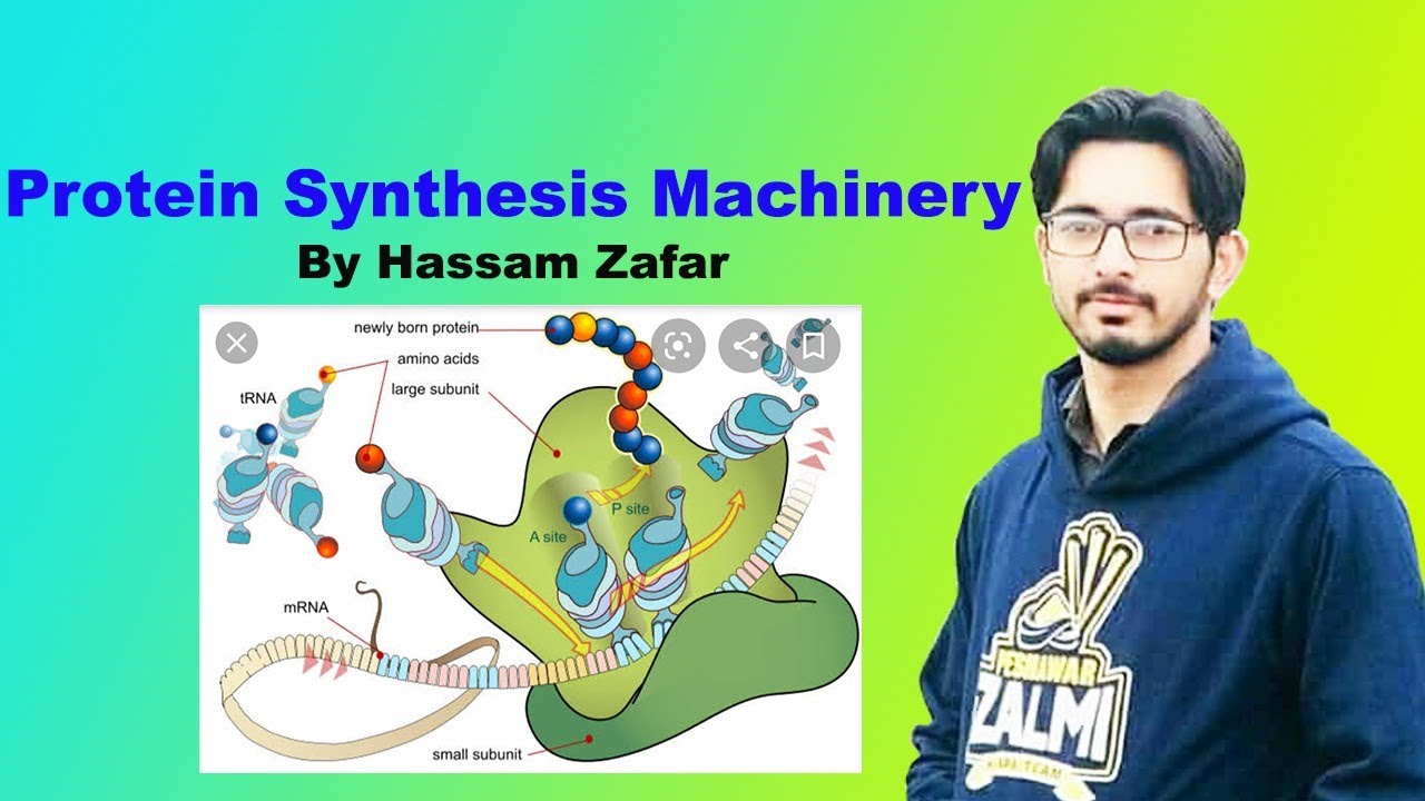 Protein Synthesis Machinery - YouTube