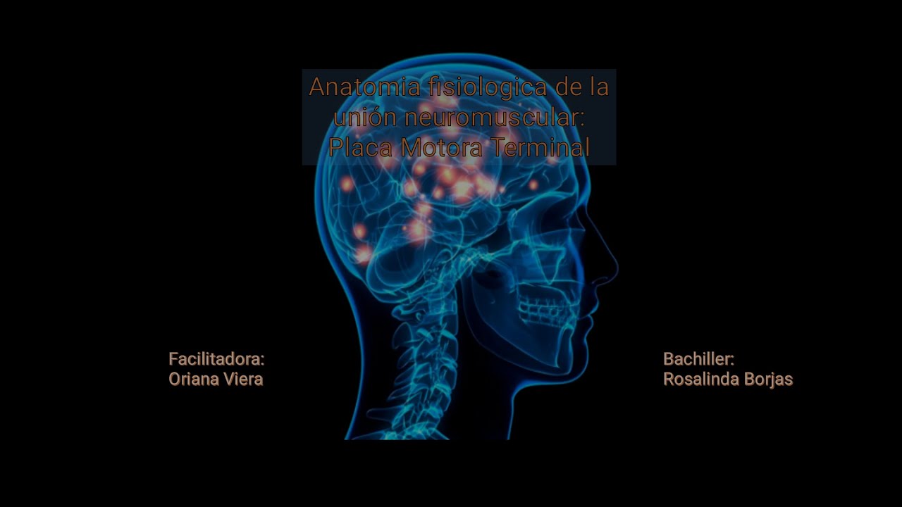 #05 | Anatomía Fisiológica de la Unión Neuromuscular: Placa Motora ...