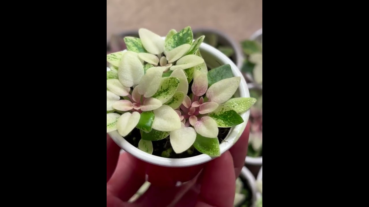 迷你非洲堇｜Mini African Violets｜非洲紫罗兰｜室内花卉｜ - YouTube