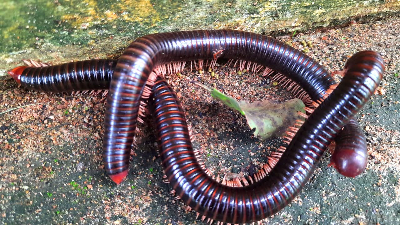 Giant millipede -Largest Attai poochi found in Indian Forest | India ...