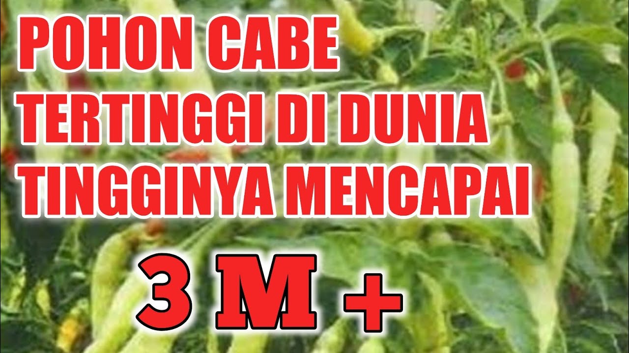 Viral... Pohon Cabe Tertinggi Di Dunia Tingginya Mencapai 3 Meter Lebih - YouTube