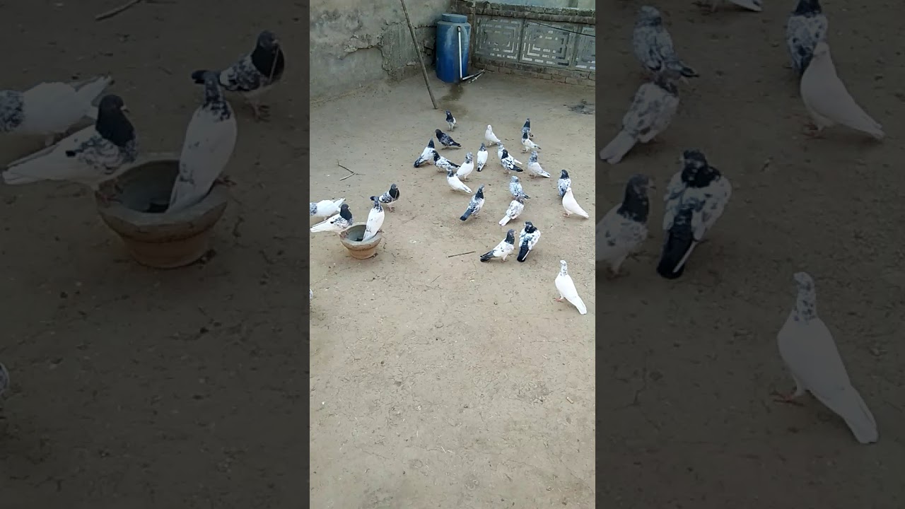 My best pigon - YouTube