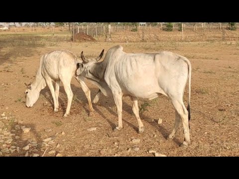 Cow Mating Bull || Cow Milan Bull Cow Mating - YouTube