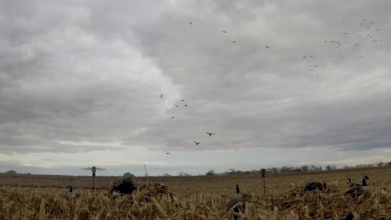 Field Hunting Mallards - South Dakota - YouTube