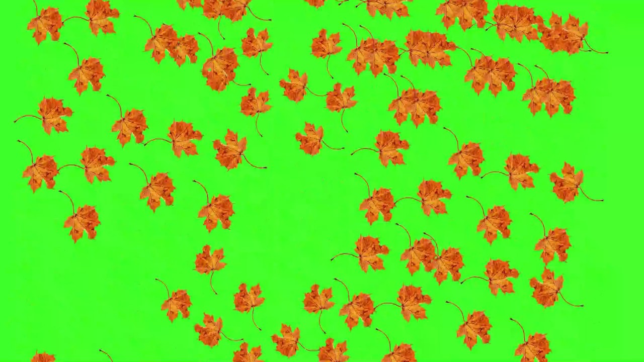 Tree Leaves Falling Green Screen Free Download HD 1080p | Autumn Leaves ...